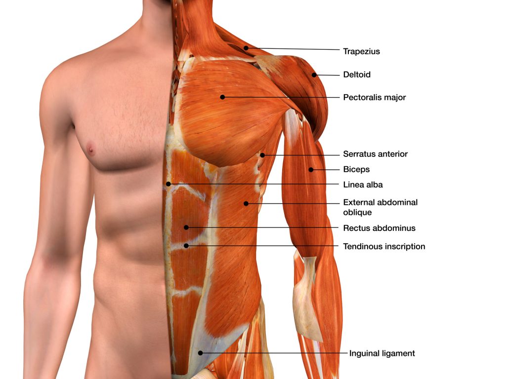 Zoom On The Anatomy Of The Abdominals Blog Eric Favre UK