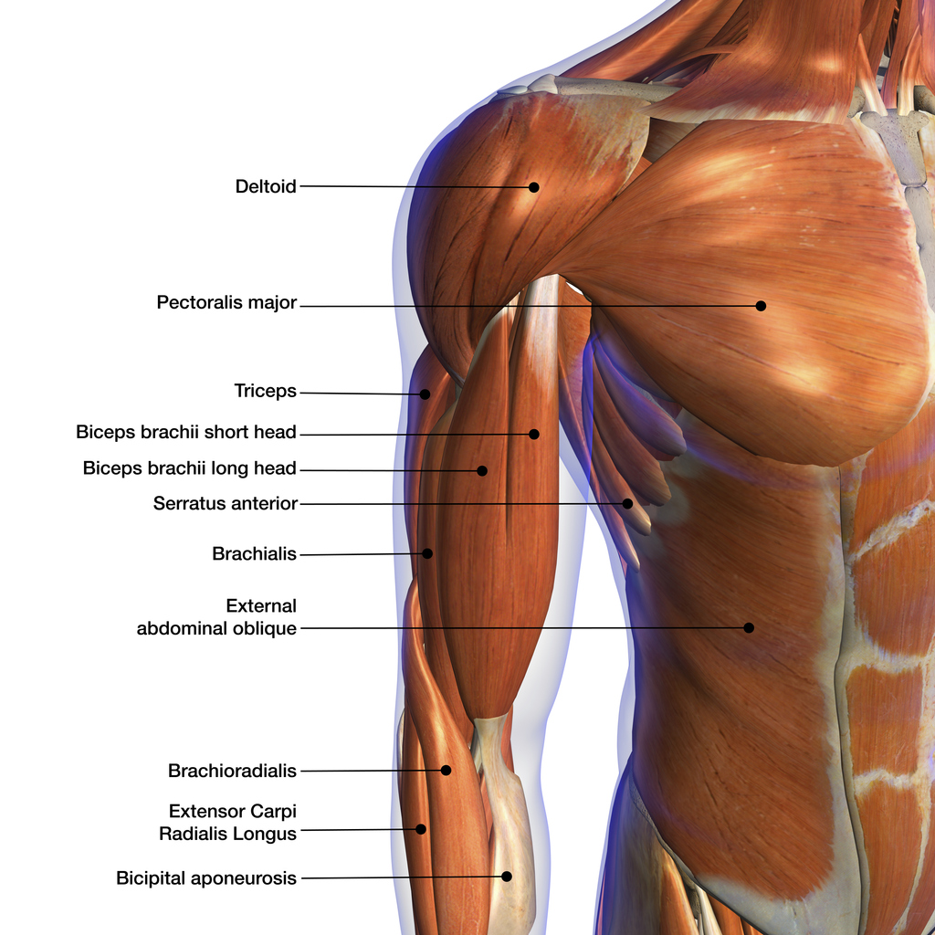 Anatomie Humaine Muscles Bras Muscles De La Main Et Du Bras Vecteurs Anatomie Humaine Muscles Bras Muscles De La Main Et Du Bras Vecteurs